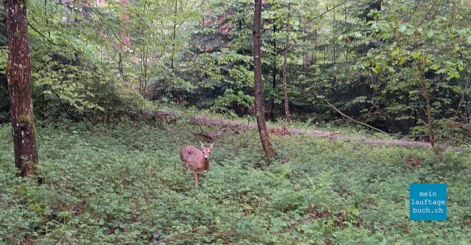 Das Reh - mein treuer Lauffreund - Mein Lauftagebuch
